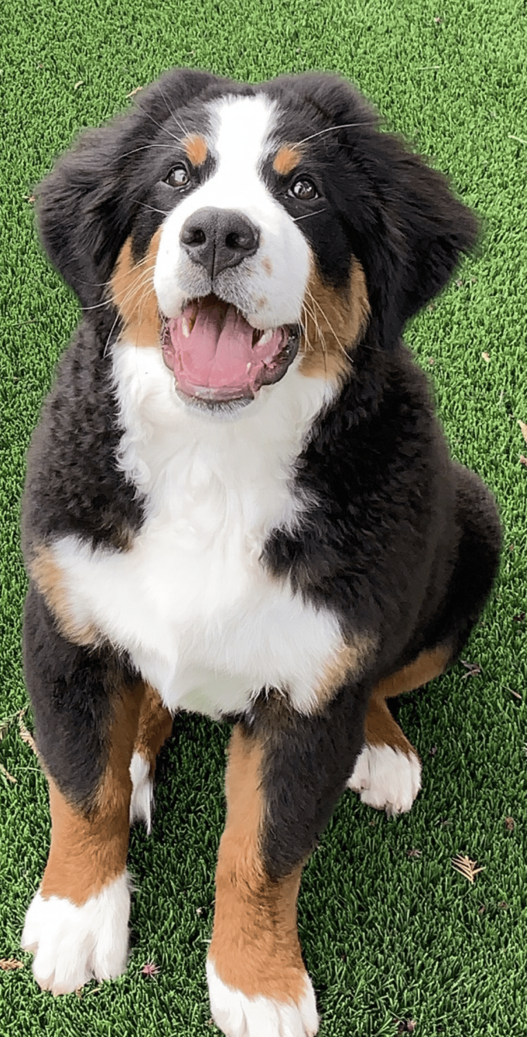 Berner Puppy Growth Guide - PB on Life