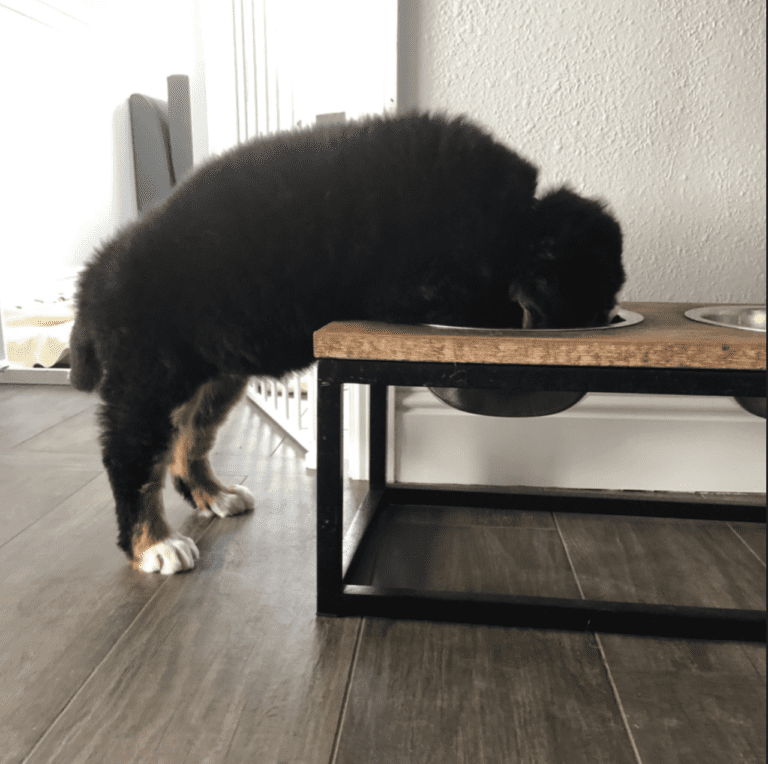 Berner Puppy Growth Guide - PB on Life