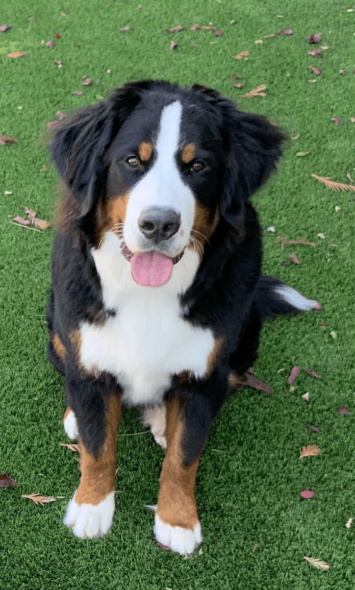 Berner Puppy Growth Guide - PB on Life