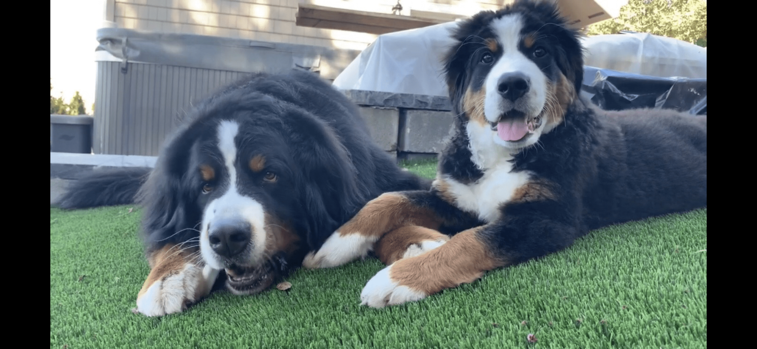 Adding One More Bernese Mountain Dog - PB on Life