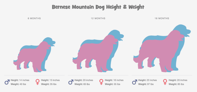 Berner Puppy Growth Guide - PB on Life