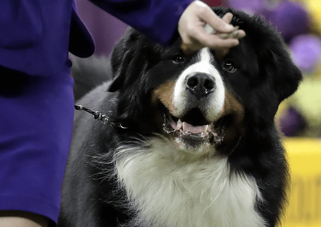 Best in Show Working Class Dogs - PB on Life