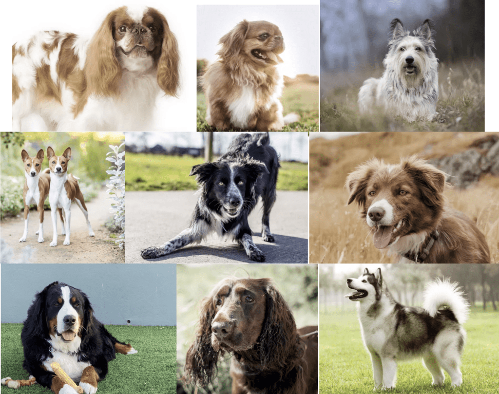 Different Dog Personalities - PB on Life