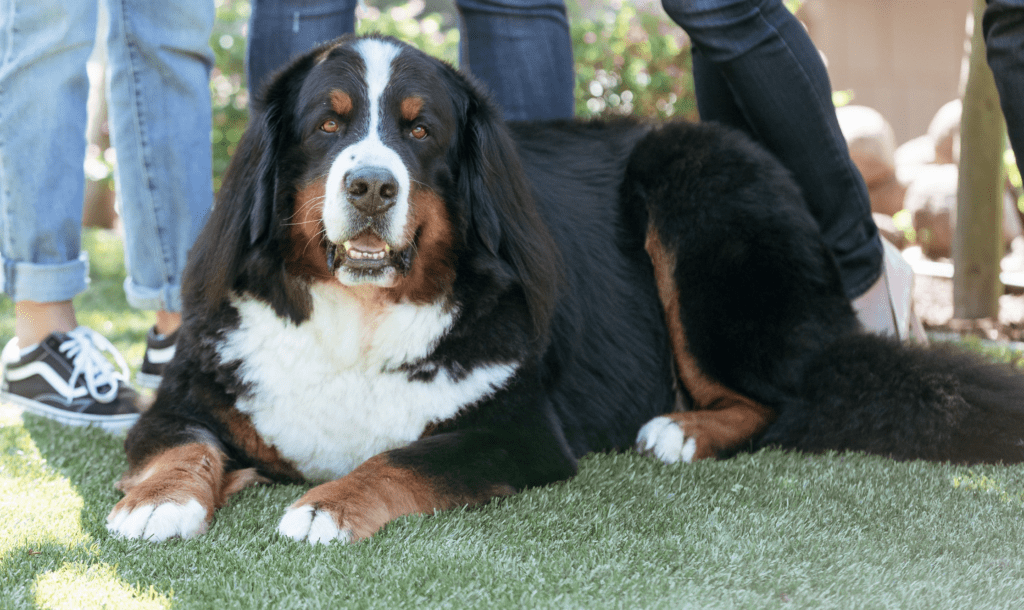 Interesting Facts About Your Dog - PB on Life