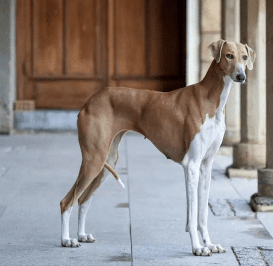 Rarest Dog Breeds - PB on Life