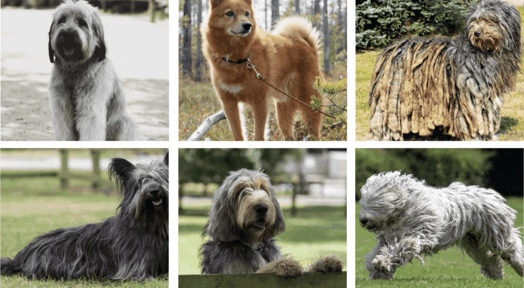 Rarest Dog Breeds - PB on Life